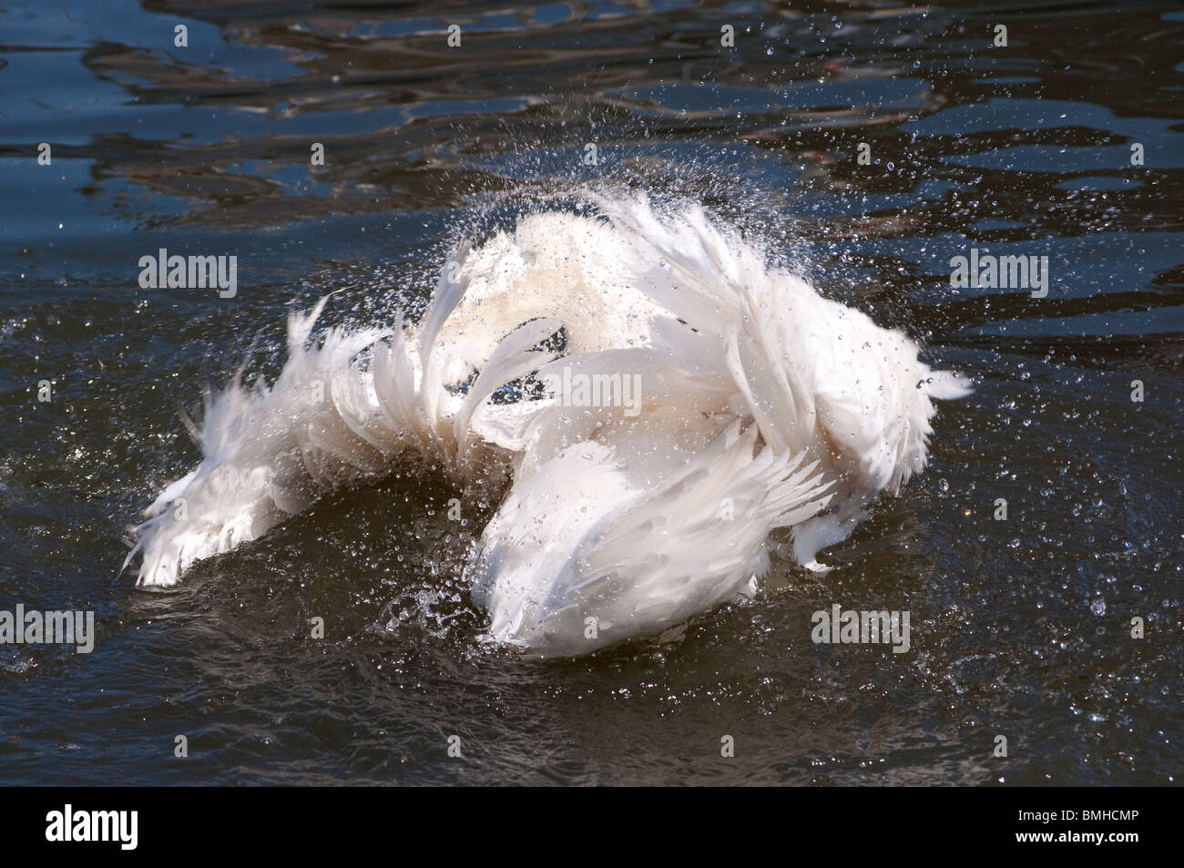 Bird washing hi-res stock photography and images - Alamy