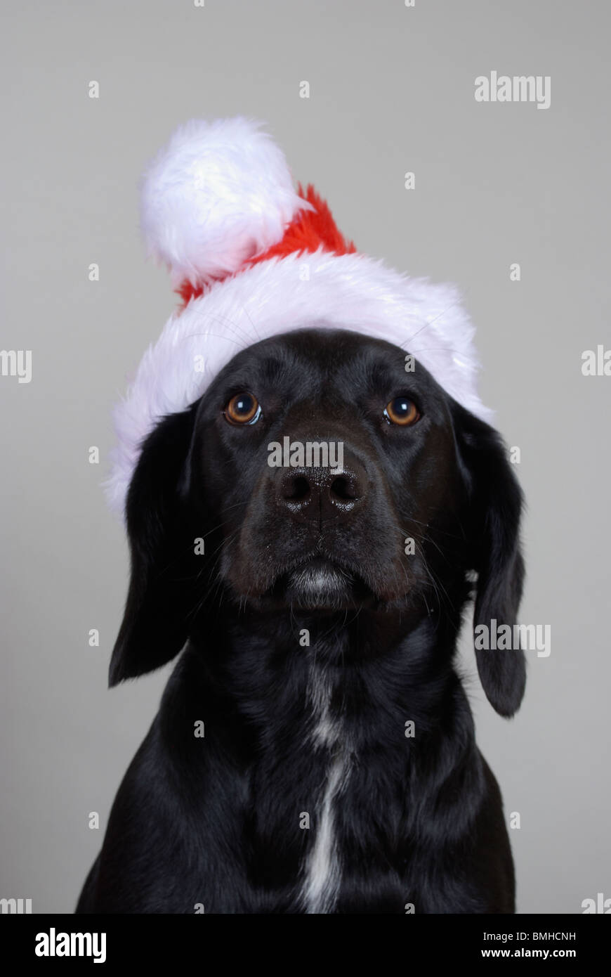 Bonnie the black lab wearing a santa hat Stock Photo - Alamy