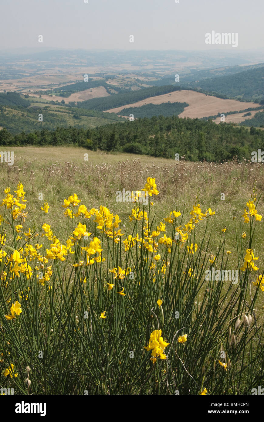 Tuscan wild flower hi-res stock photography and images - Alamy
