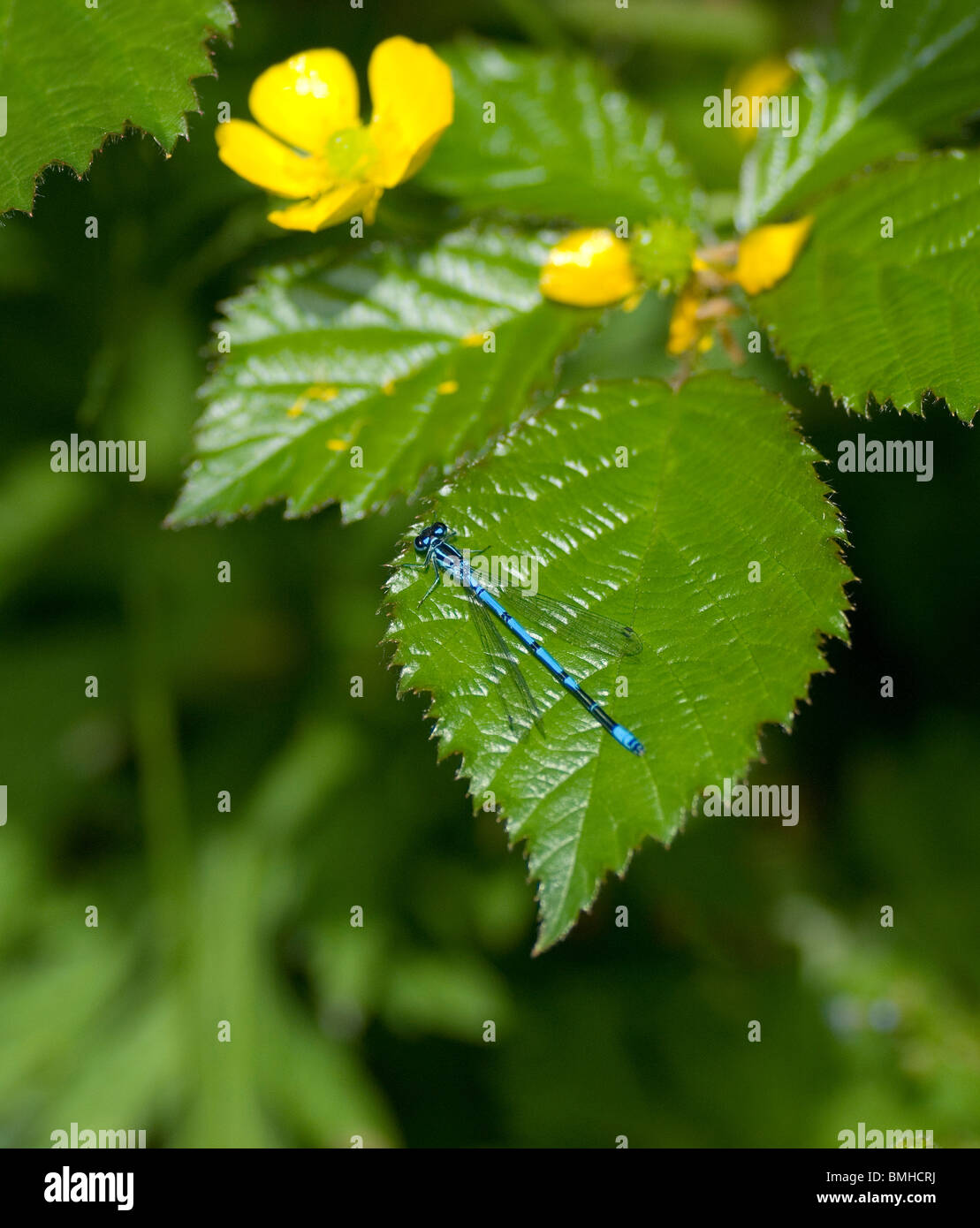 Blue damsel fly Stock Photo - Alamy