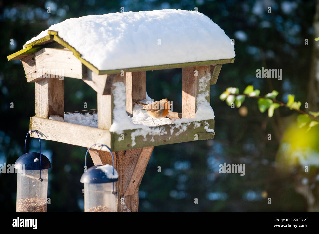 Red Robin on Bird Table Stock Photo - Alamy