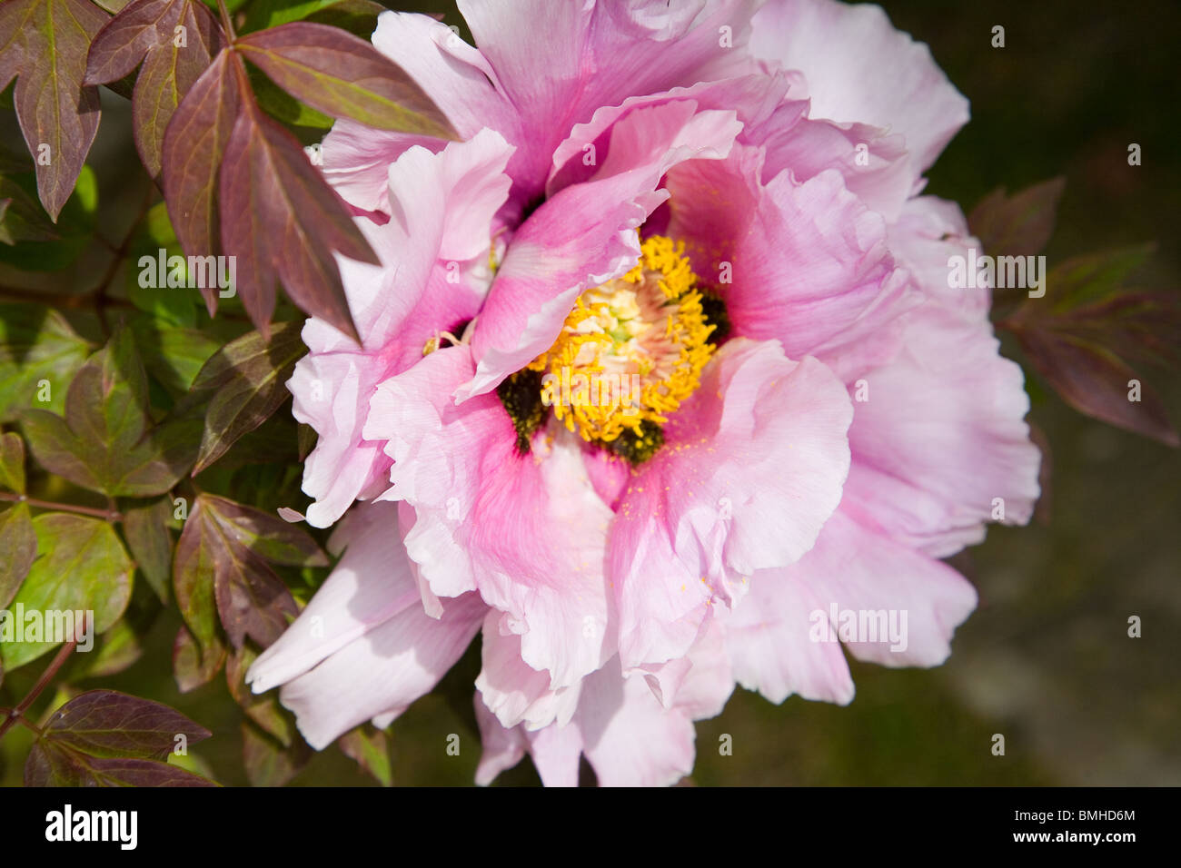Tree peony (paeony) - pink Stock Photo - Alamy