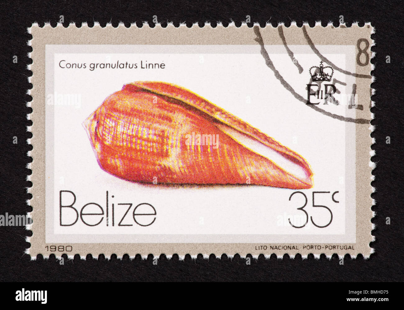 Postage stamp from Belize depicting a seashell (Conus granulatus Stock ...