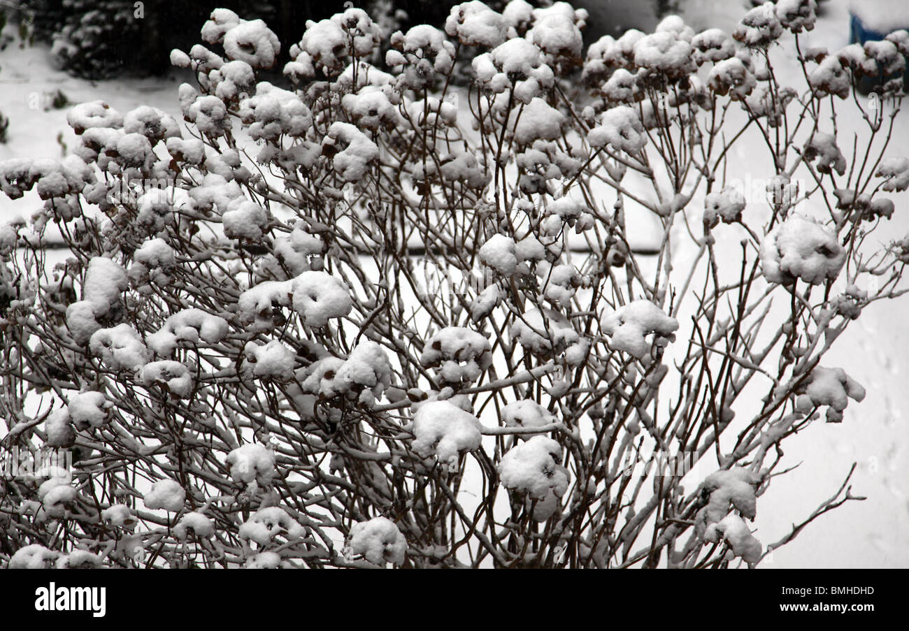 Snow covered bush in Spaarndammerbuurt Stock Photo - Alamy