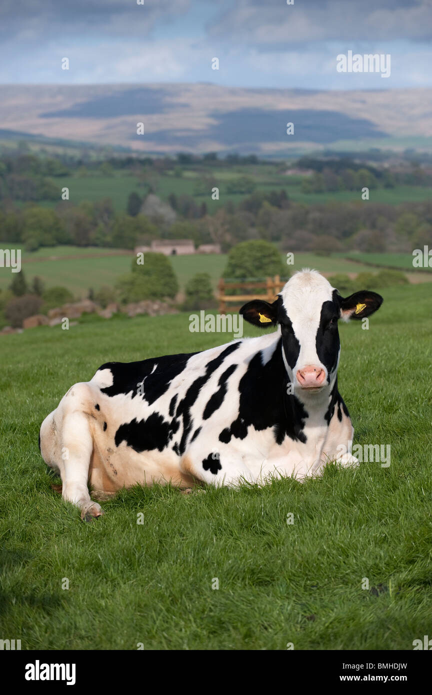 Dairy cattle sitting in field chewing cud Stock Photo - Alamy