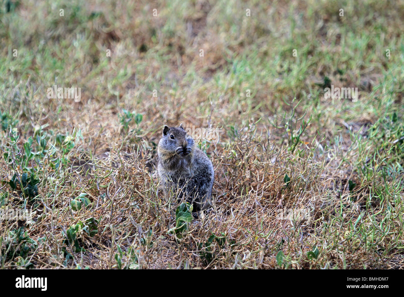 Ground squirrel den hi-res stock photography and images - Alamy