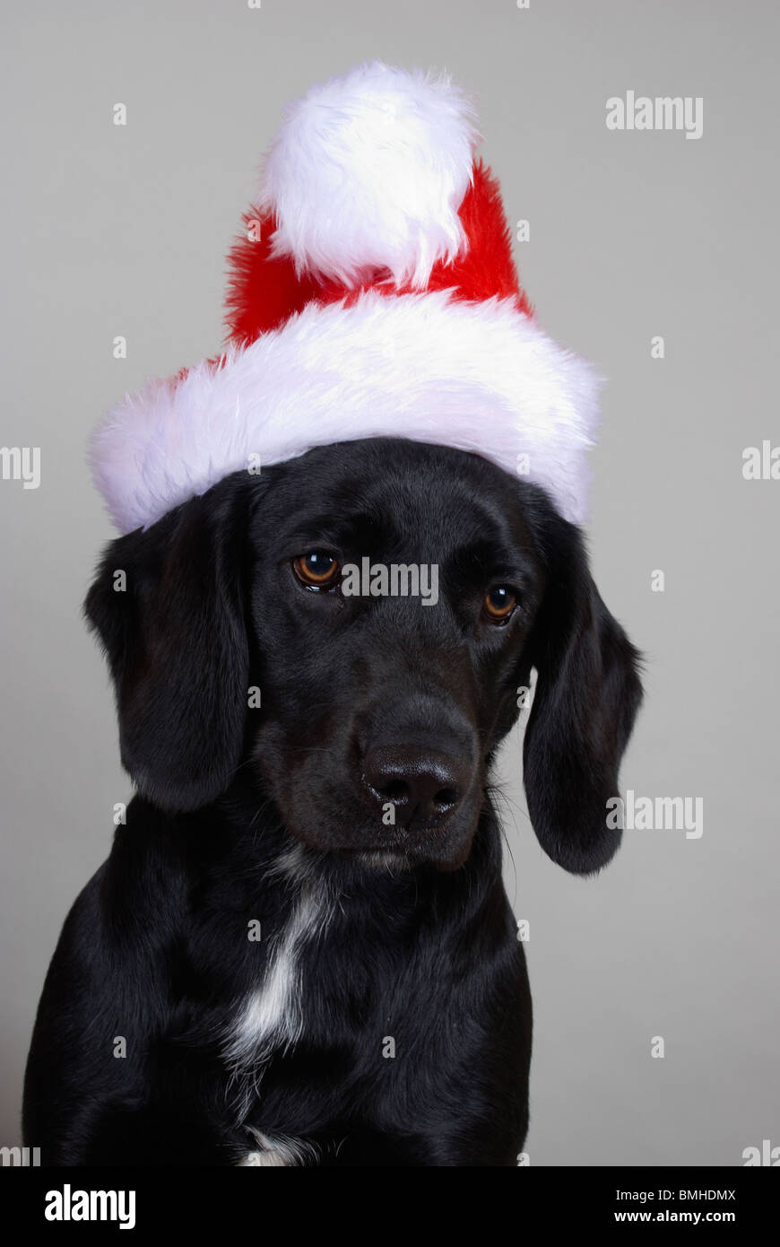 Bonnie the black lab wearing a santa hat Stock Photo - Alamy