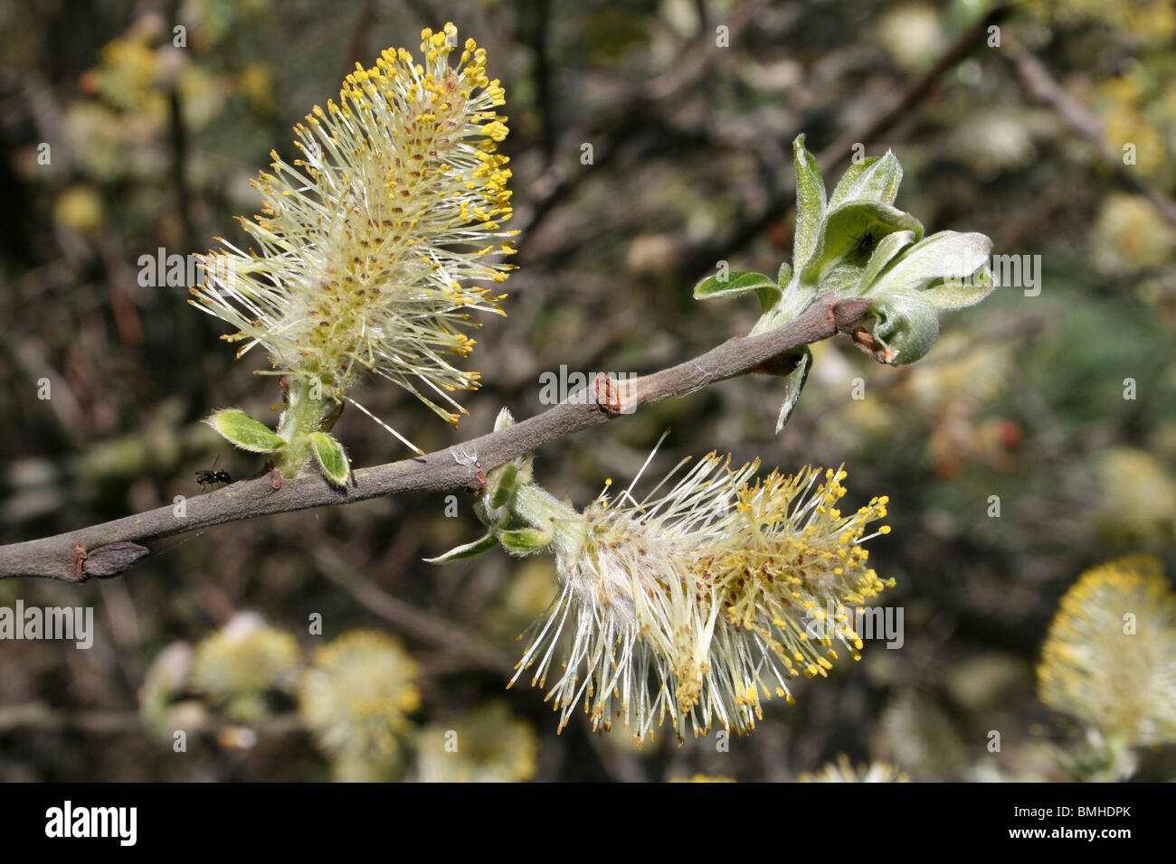 Goat Willow Salix caprea Catkins Taken at Leasowe, Wirral, UK Stock ...