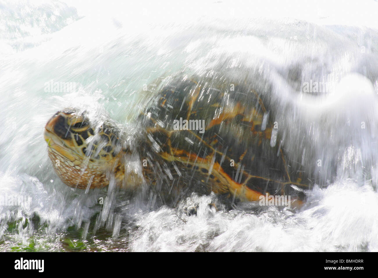 Wave crashing over an endangered green sea turtle Stock Photo - Alamy