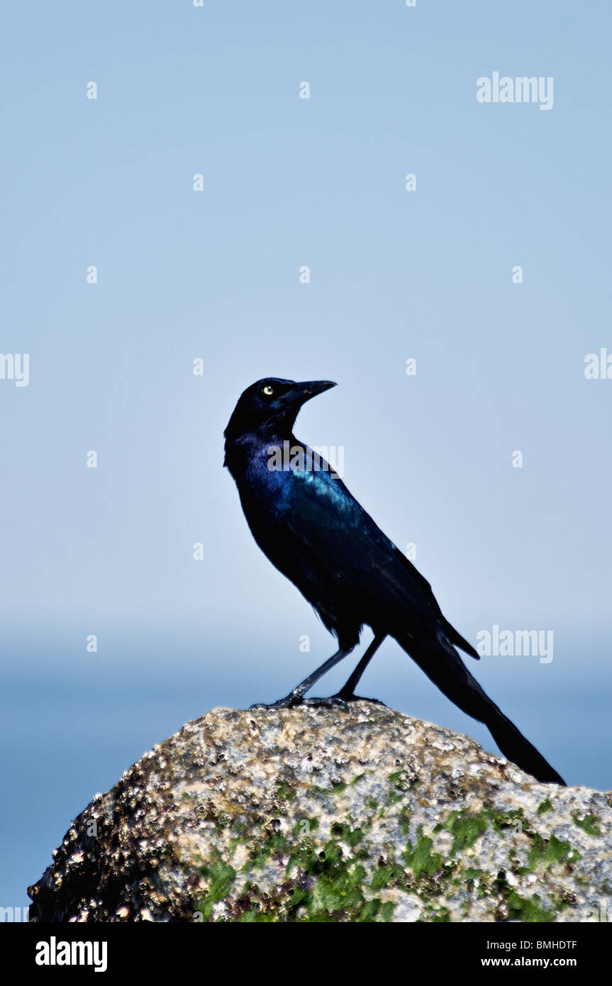 Boat tailed grackle hi-res stock photography and images - Alamy