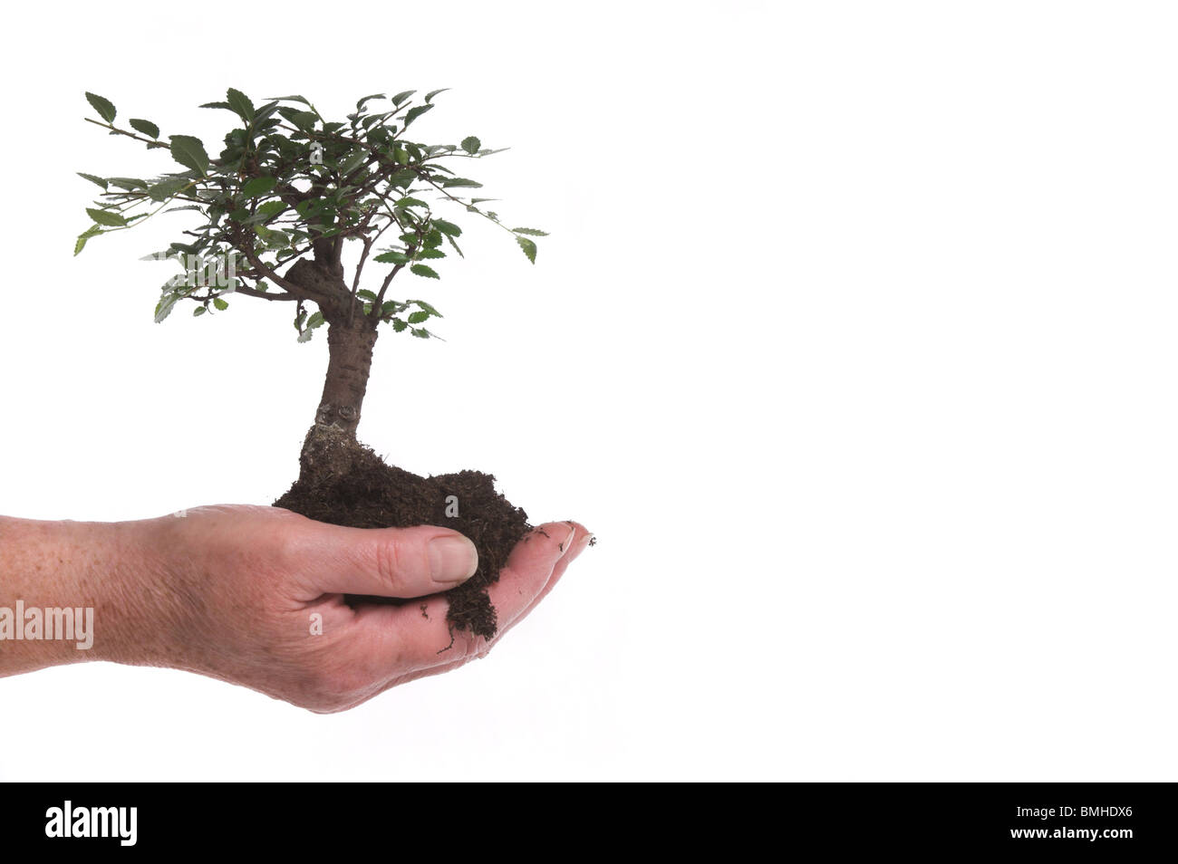 Hand with tree hi-res stock photography and images - Alamy