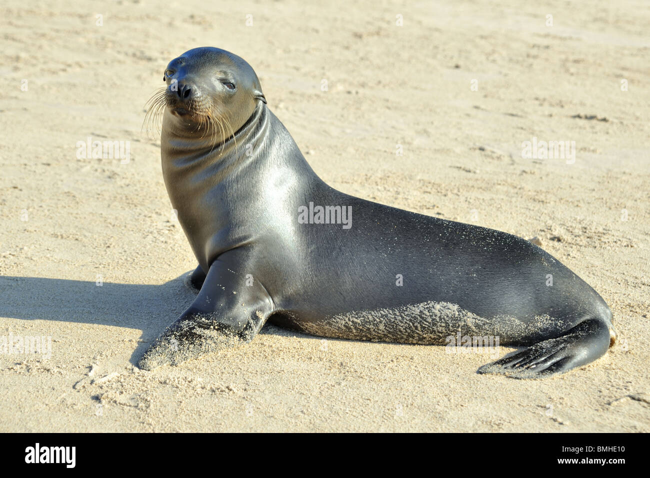 Full length portrait of wet Bull Sea Lion on sandy beach Stock Photo ...