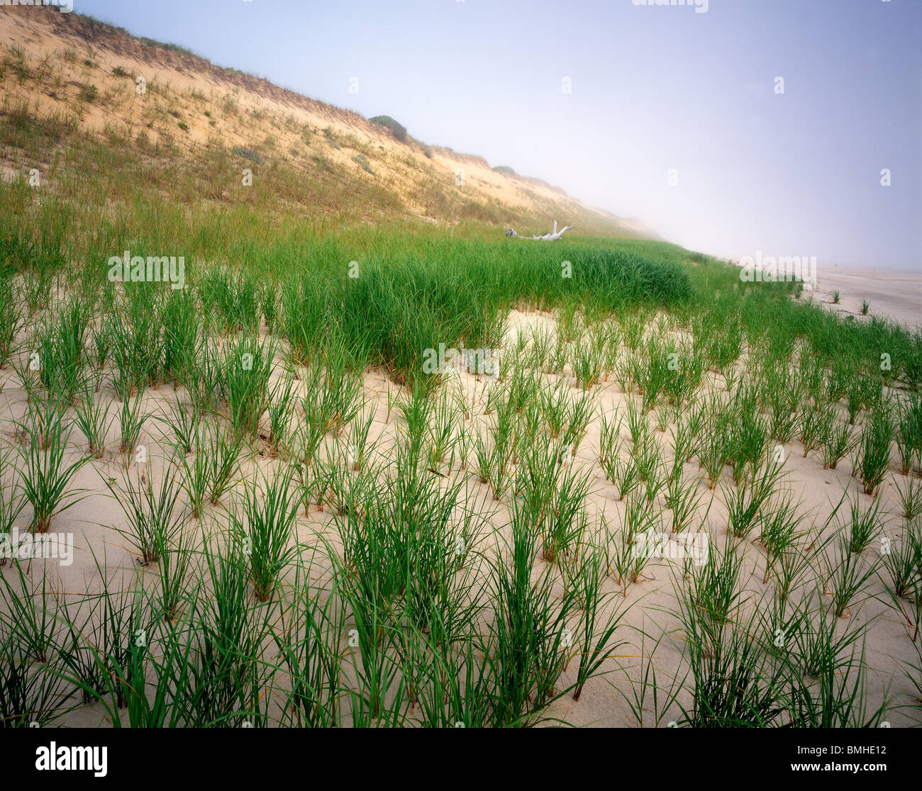 Seashore plants hi-res stock photography and images - Alamy