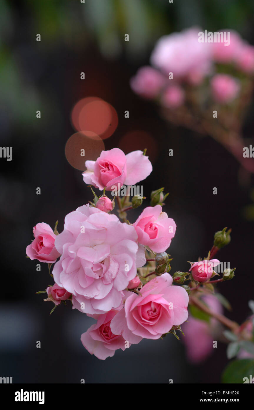 Pink roses in summer Stock Photo - Alamy