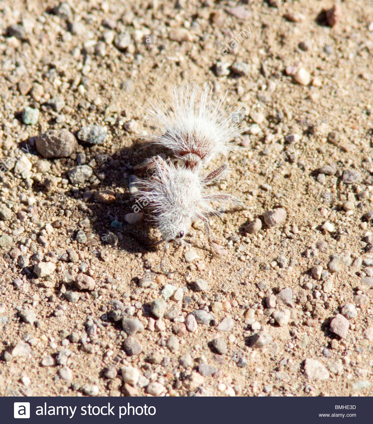 Thistledown Velvet Ant Dasymutilla Gloriosa High Resolution Stock ...