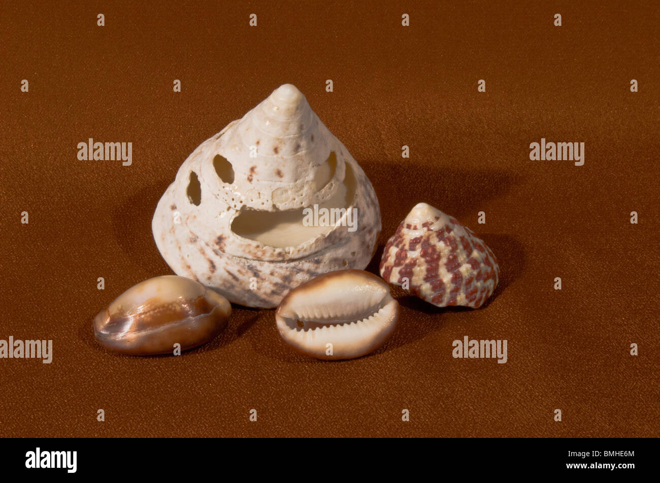 Close-up still life with shells (Trochus, ciprea) on a red brick Stock ...