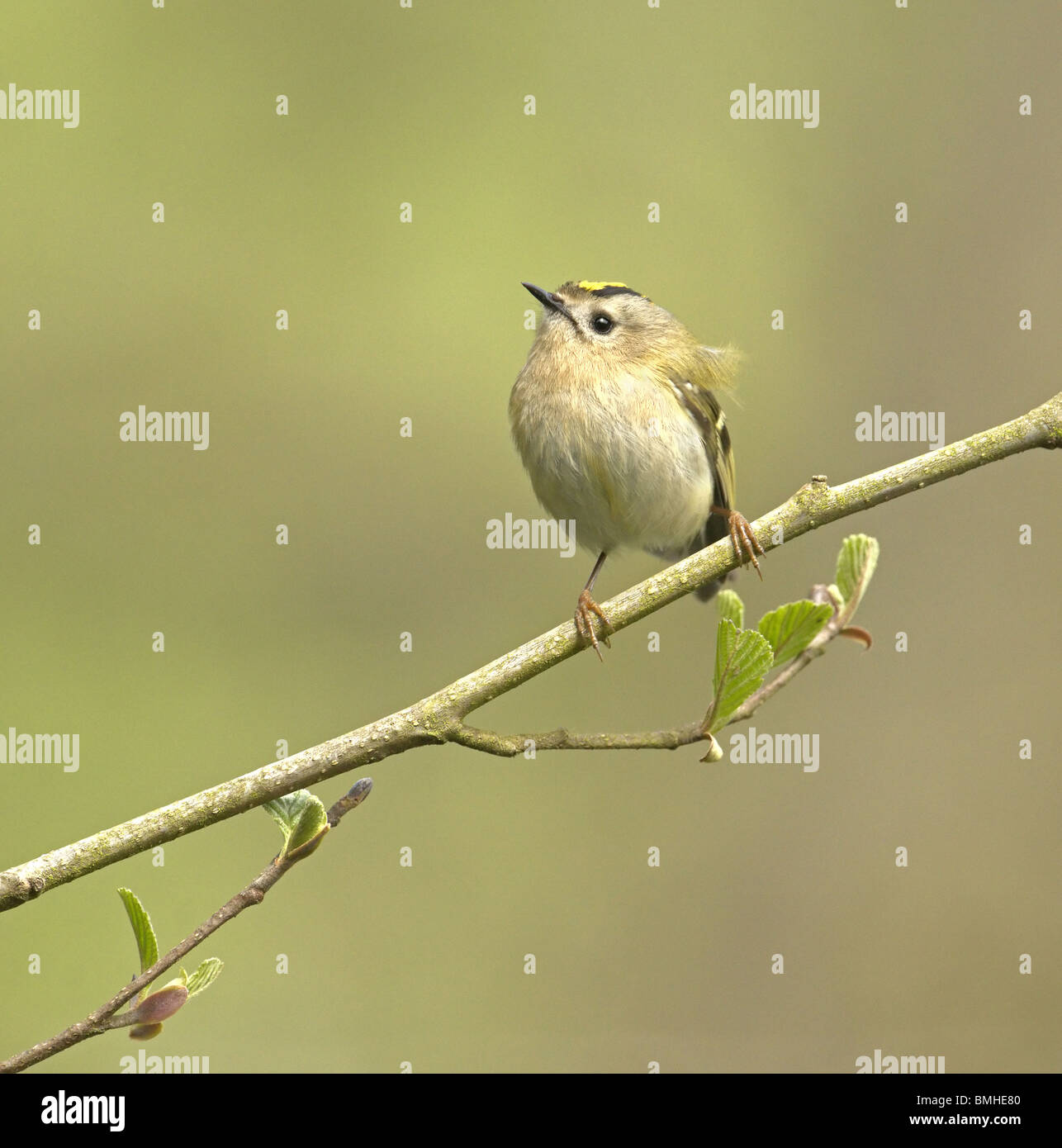 Regulus regulus bird hi-res stock photography and images - Alamy