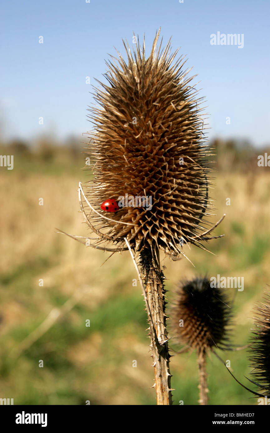 Teasel seed heads Stock Photo - Alamy