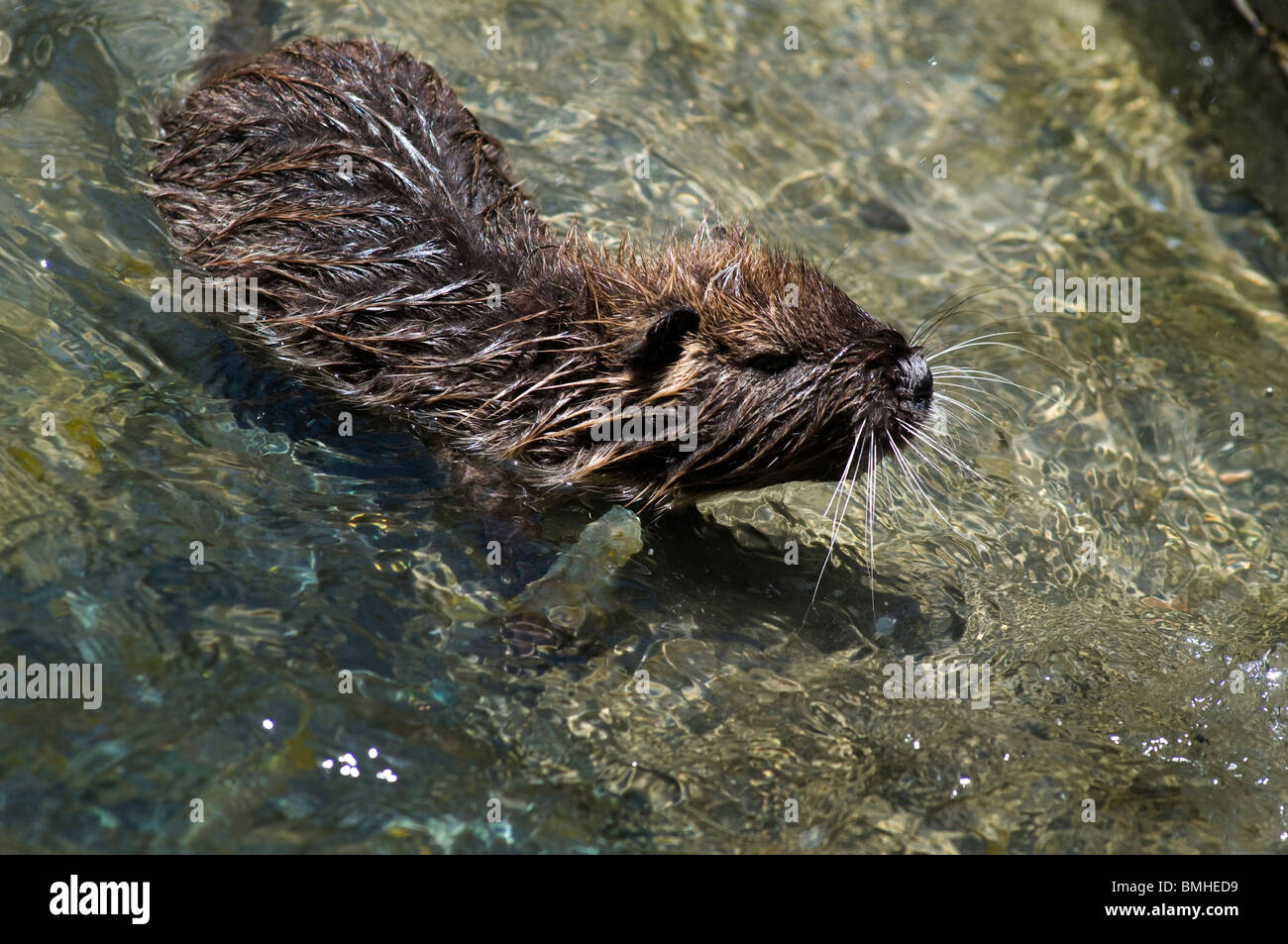 Wet beaver hi-res stock photography and images - Alamy