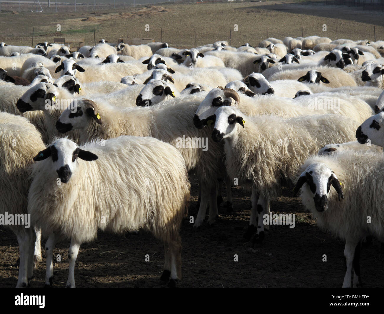 Camino ovejas españa hi-res stock photography and images - Alamy