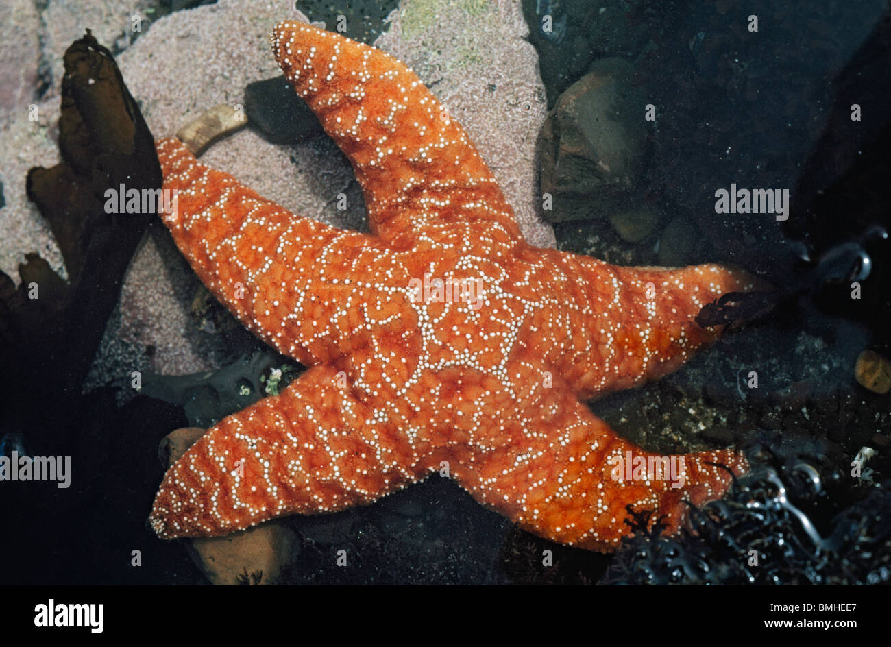 Rock pools starfish hi-res stock photography and images - Alamy