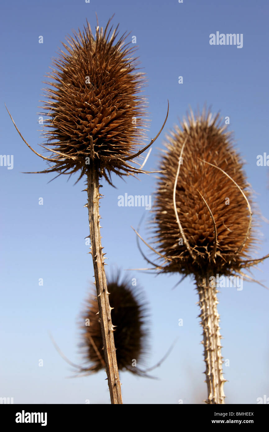 Spiky seed heads hi-res stock photography and images - Alamy