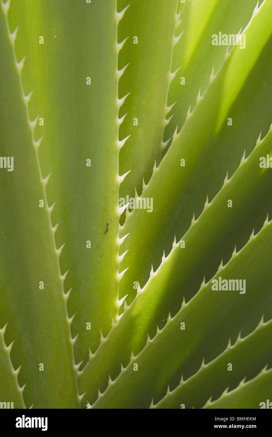 Close-Up Detail Of Spiked Palm, Kauai, Hawaii, Usa Stock Photo - Alamy