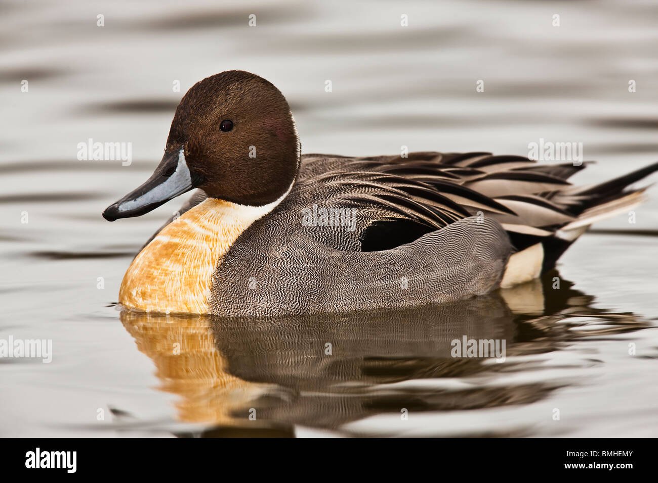 Northern pintail duck hi-res stock photography and images - Alamy