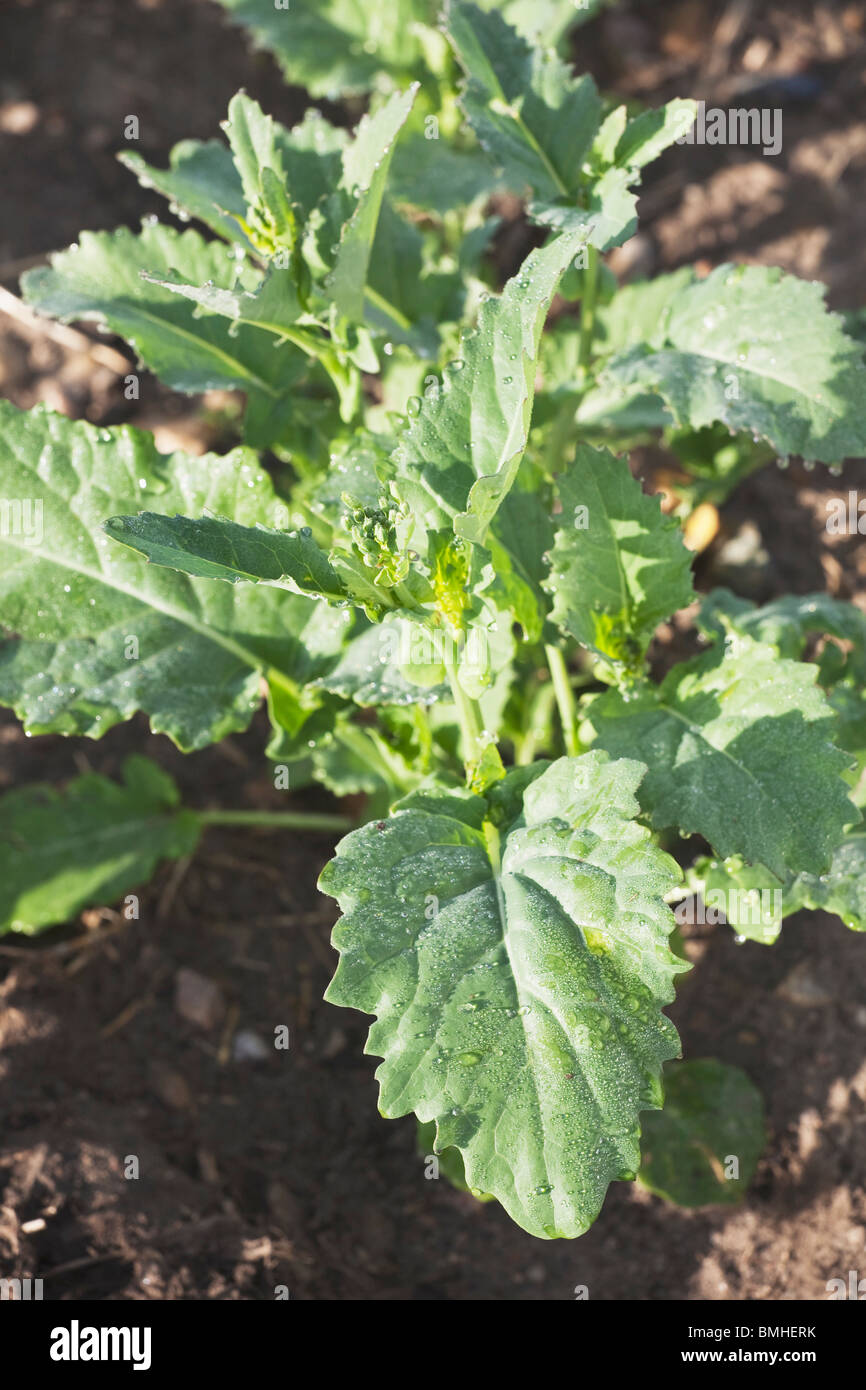 Canola leaves hi-res stock photography and images - Alamy