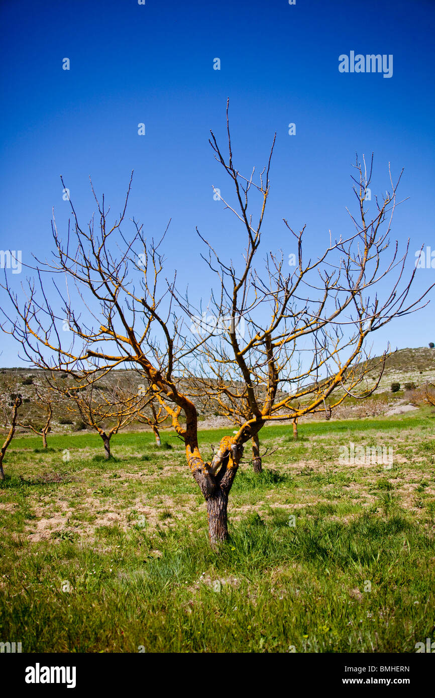Espana walnut almond tree graft grafted spain fruit farm hi-res stock ...