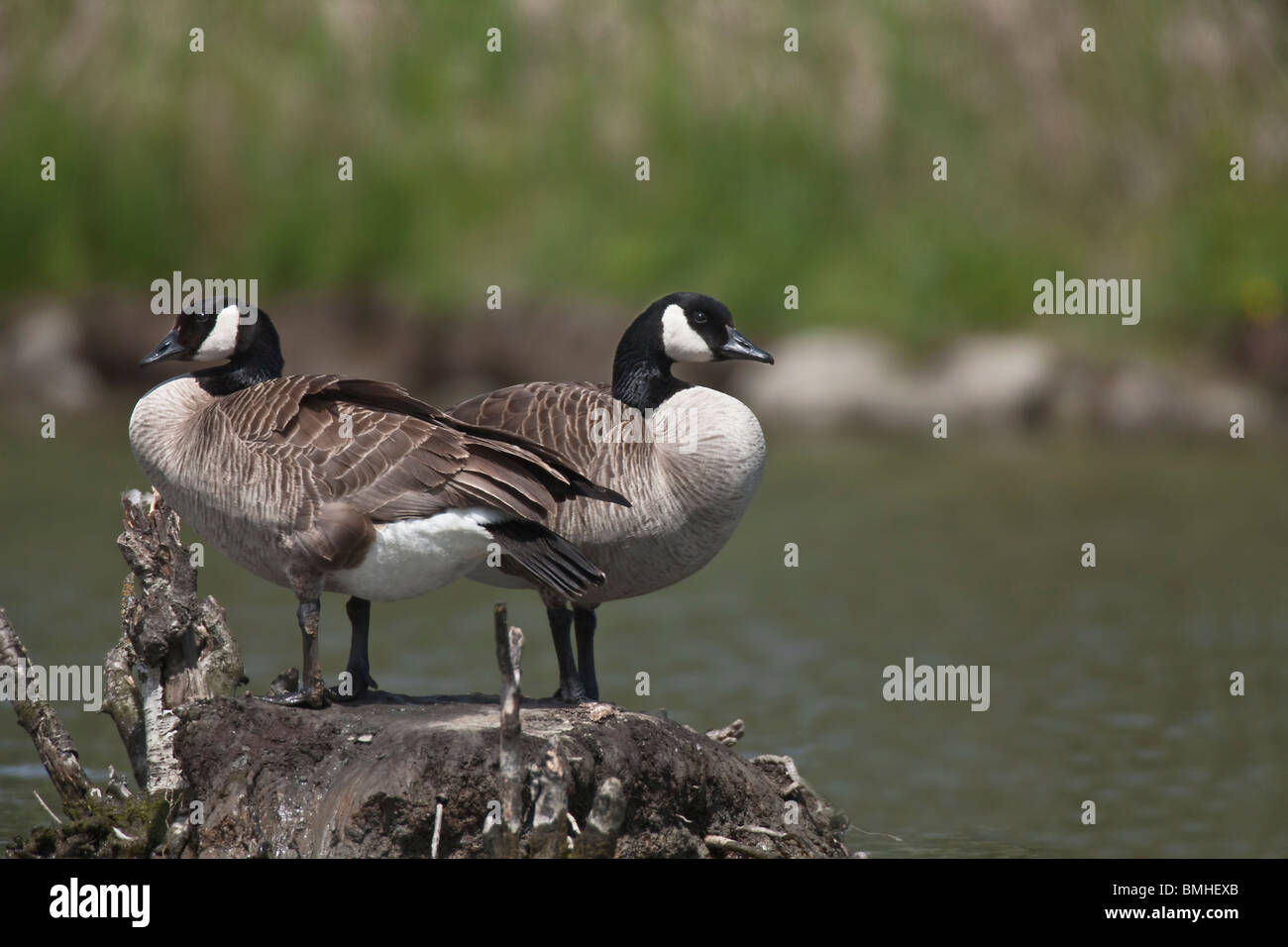 Male and female geese hi-res stock photography and images - Alamy