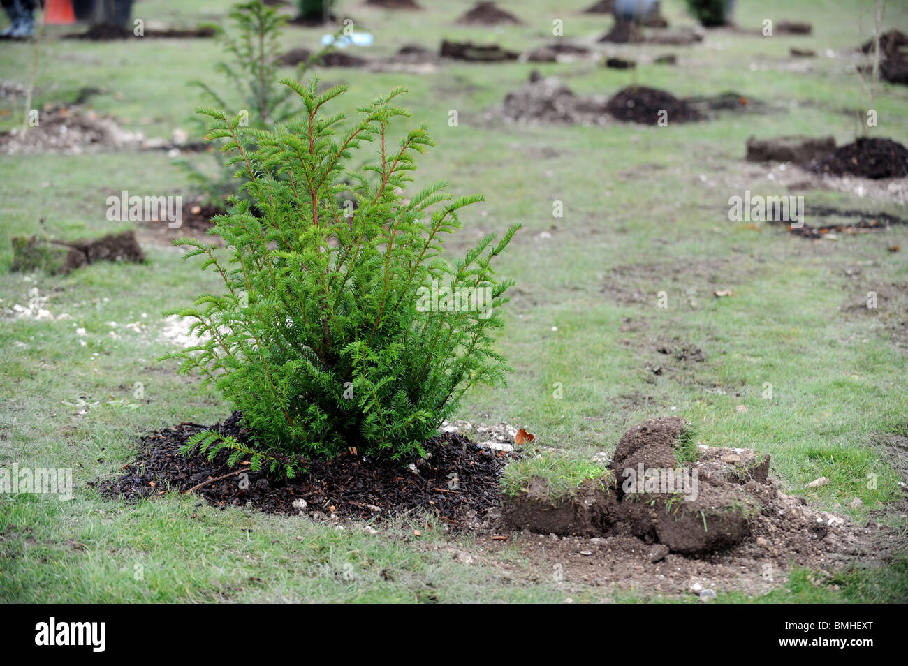 Small tree saplings planted in East Brighton park part of the Trees for ...