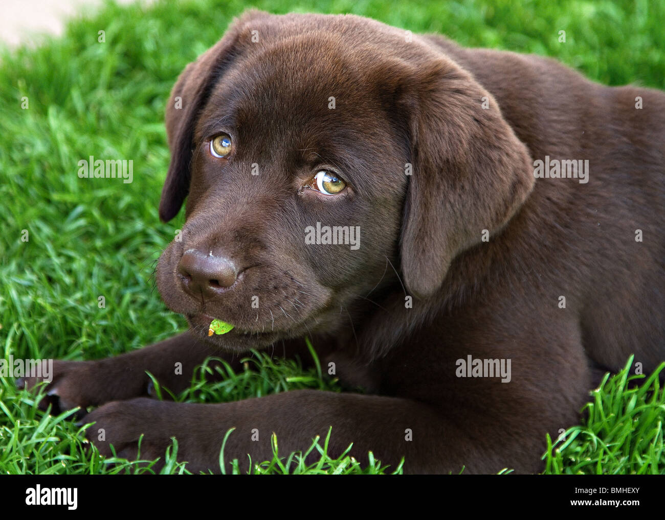 A chocolate labrador puppy Stock Photo - Alamy