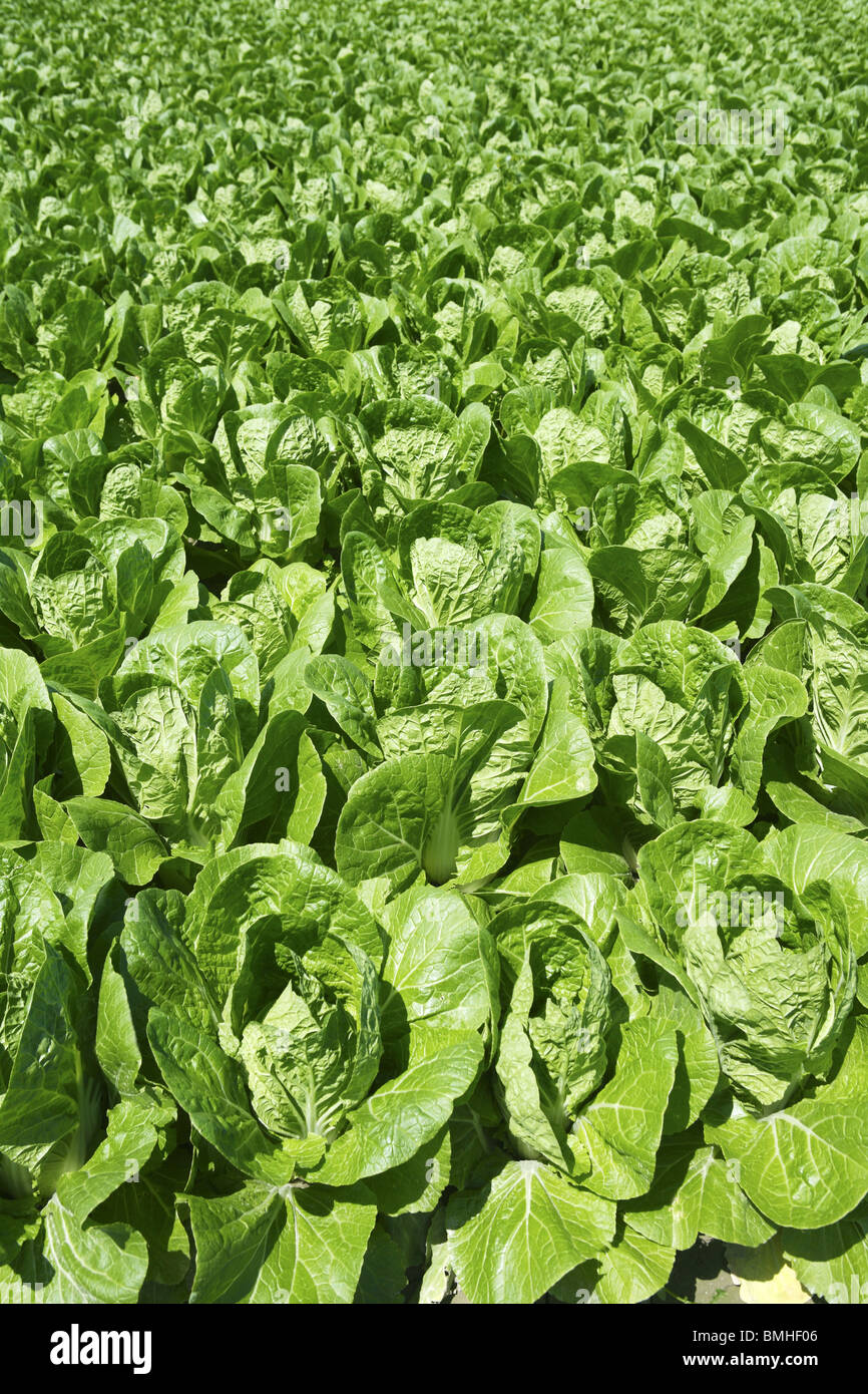 cabbage green vegetables field in spring farmland agriculture Stock ...