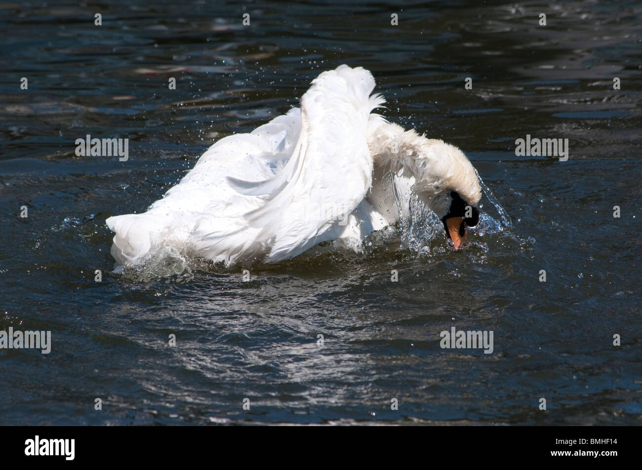Bird washing hi-res stock photography and images - Alamy