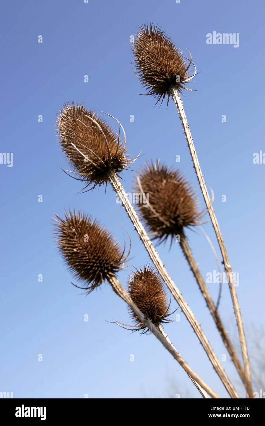 Spiky seed heads hi-res stock photography and images - Alamy