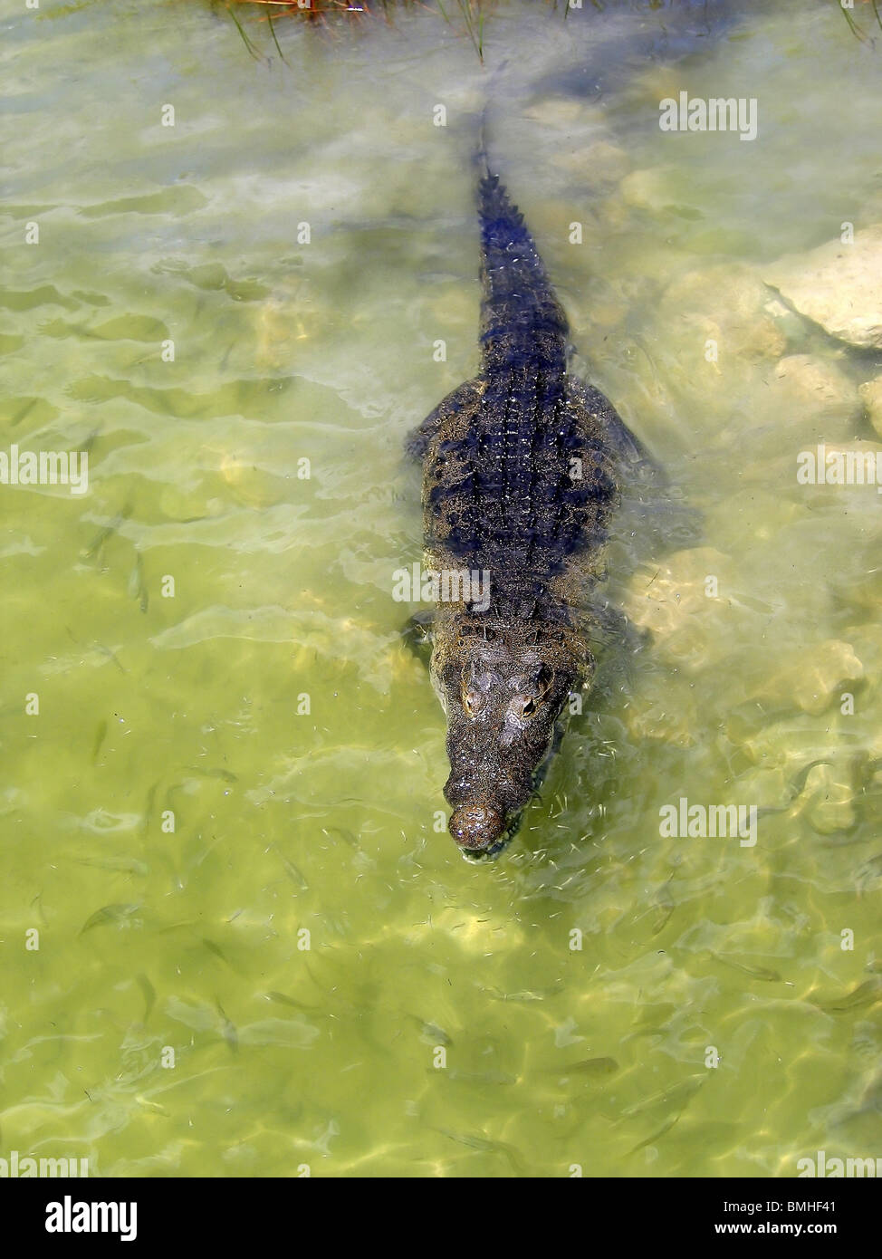 Real crocodile hi-res stock photography and images - Alamy