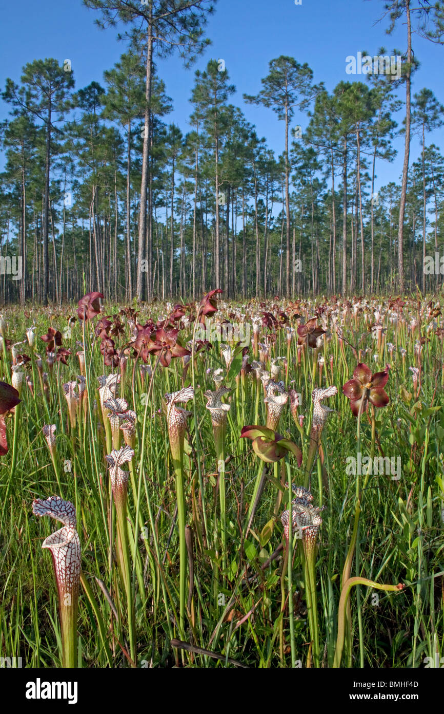 White topped pitcher plant sarracenia leucophylla hi-res stock ...