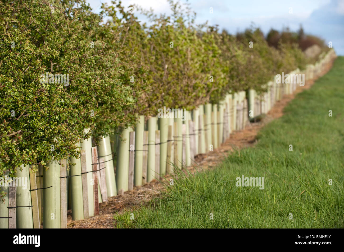 Protected young trees hi-res stock photography and images - Alamy