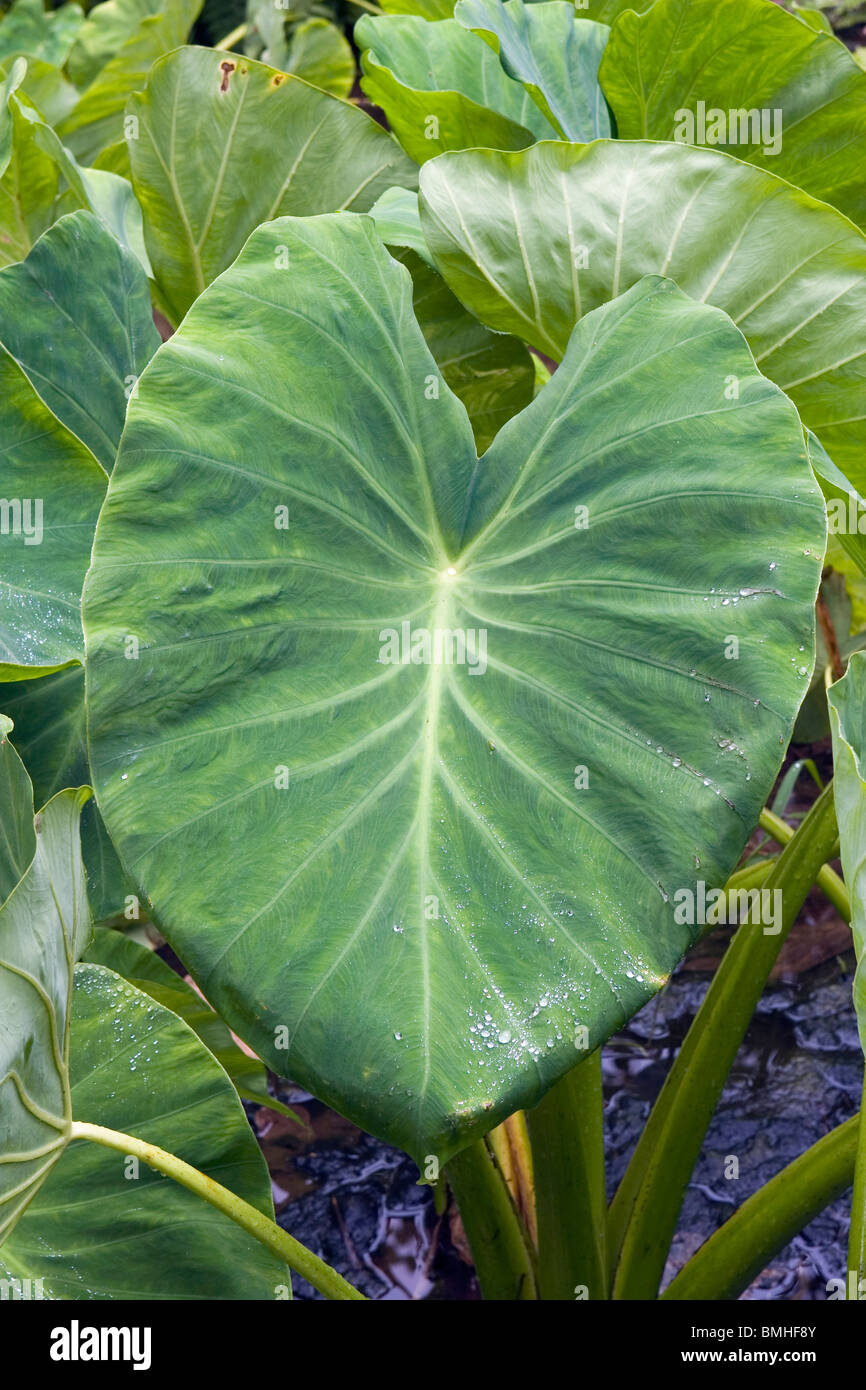 Taro leaves hi-res stock photography and images - Alamy