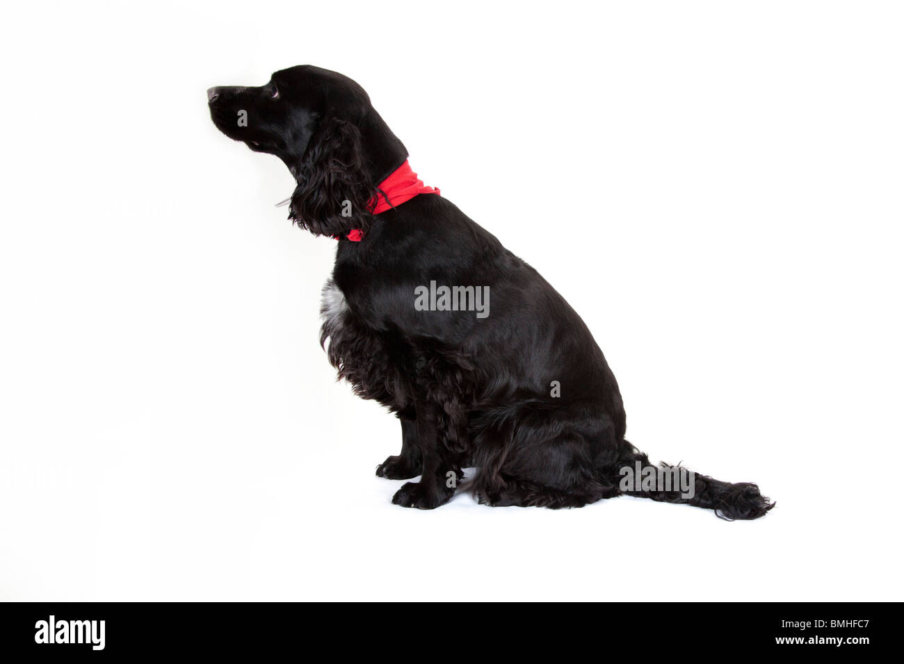 Black Cocker spaniel dog profile sitting with white background ...
