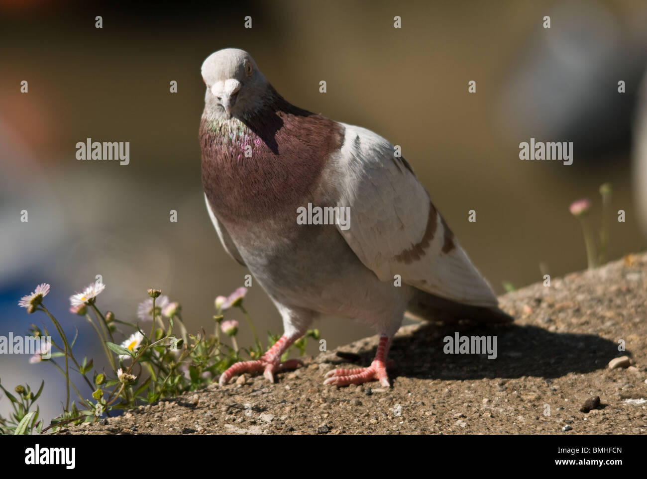 A curious common pigeon Stock Photo - Alamy
