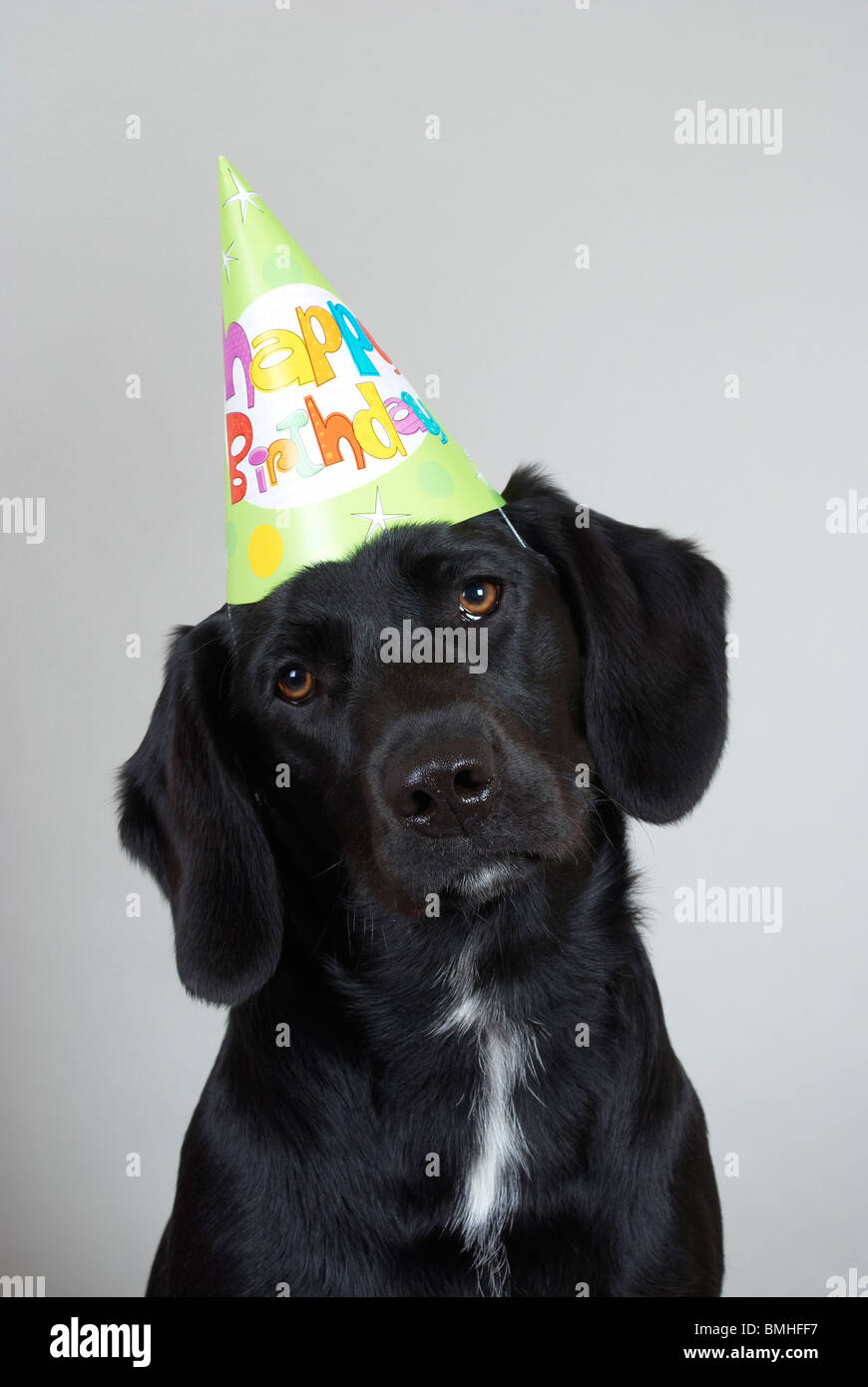 Bonnie the black lab wearing a party hat Stock Photo - Alamy