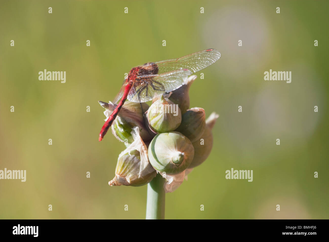 Dragonfly with plant hi-res stock photography and images - Alamy