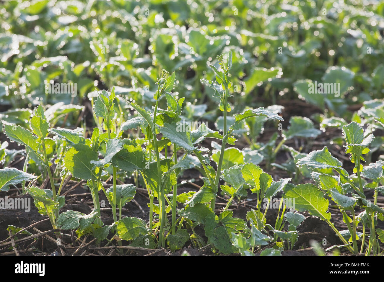 Young Canola Plants, Alberta, Canada Stock Photo - Alamy