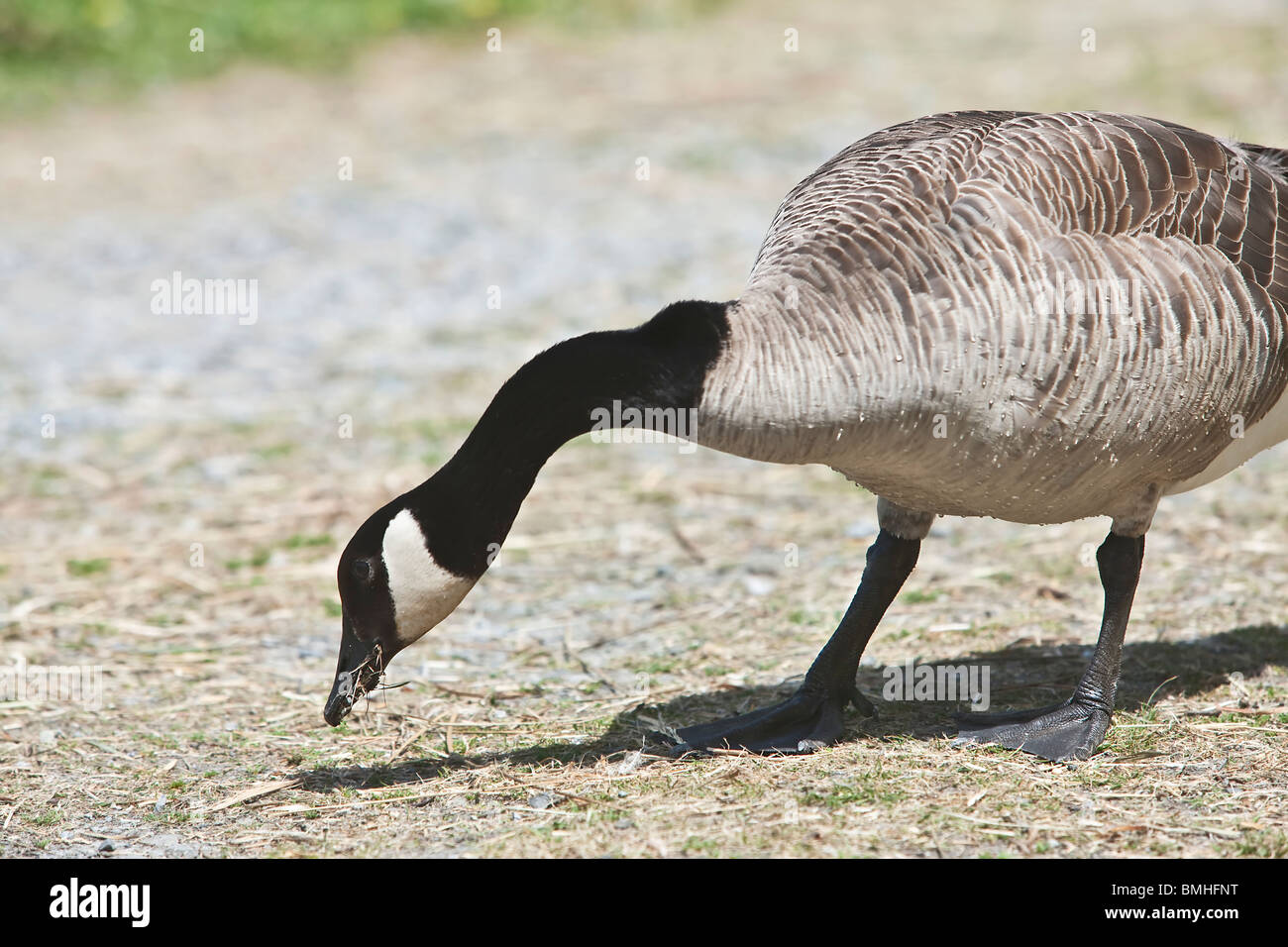 Canada Goose- Branta canadensis Stock Photo - Alamy