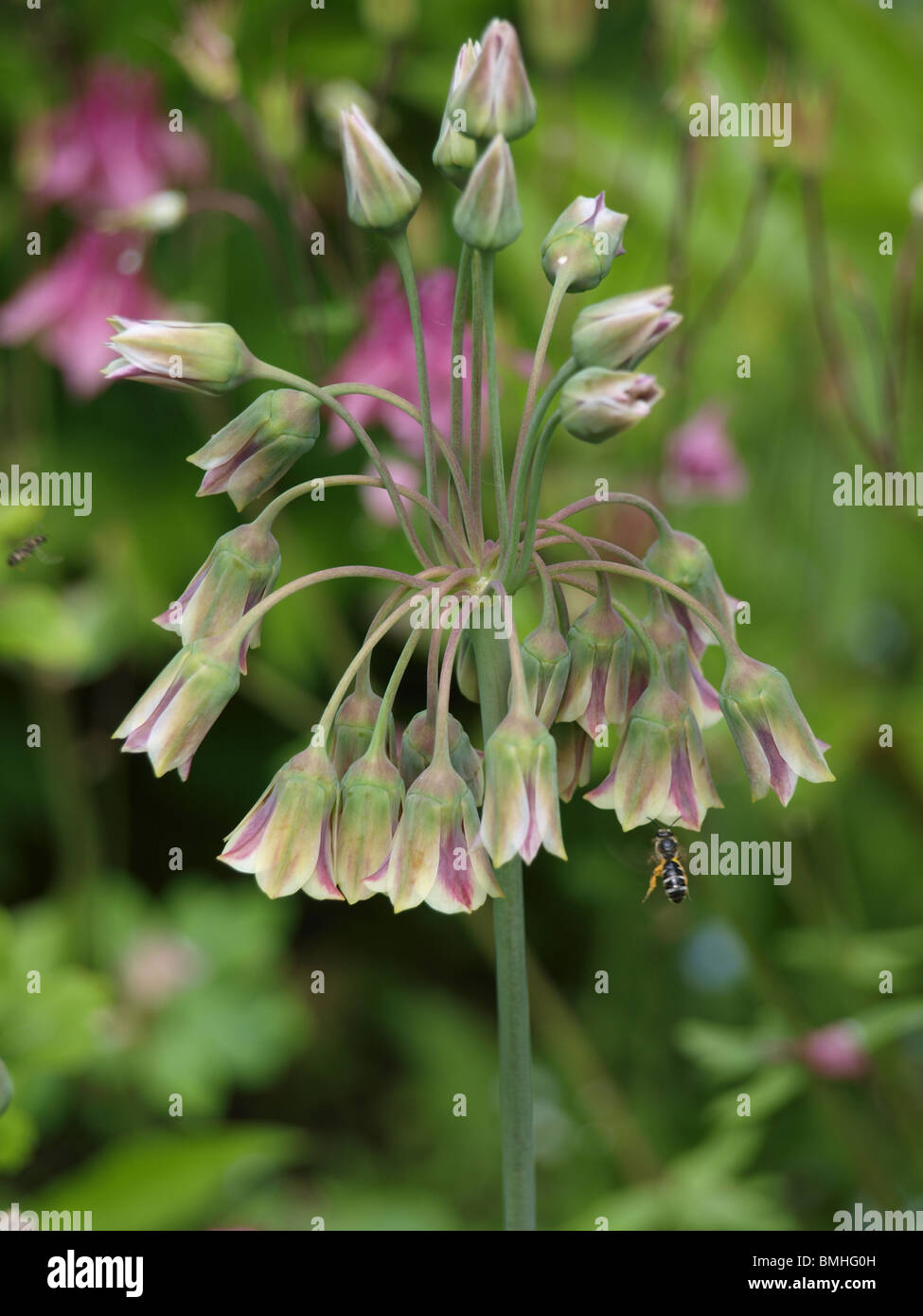Flower truss hi-res stock photography and images - Alamy