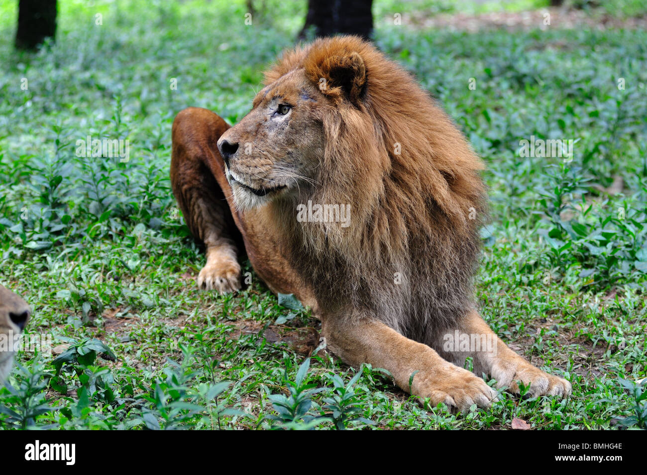lion (Panthera leo) is a species in the family Felidae Stock Photo - Alamy