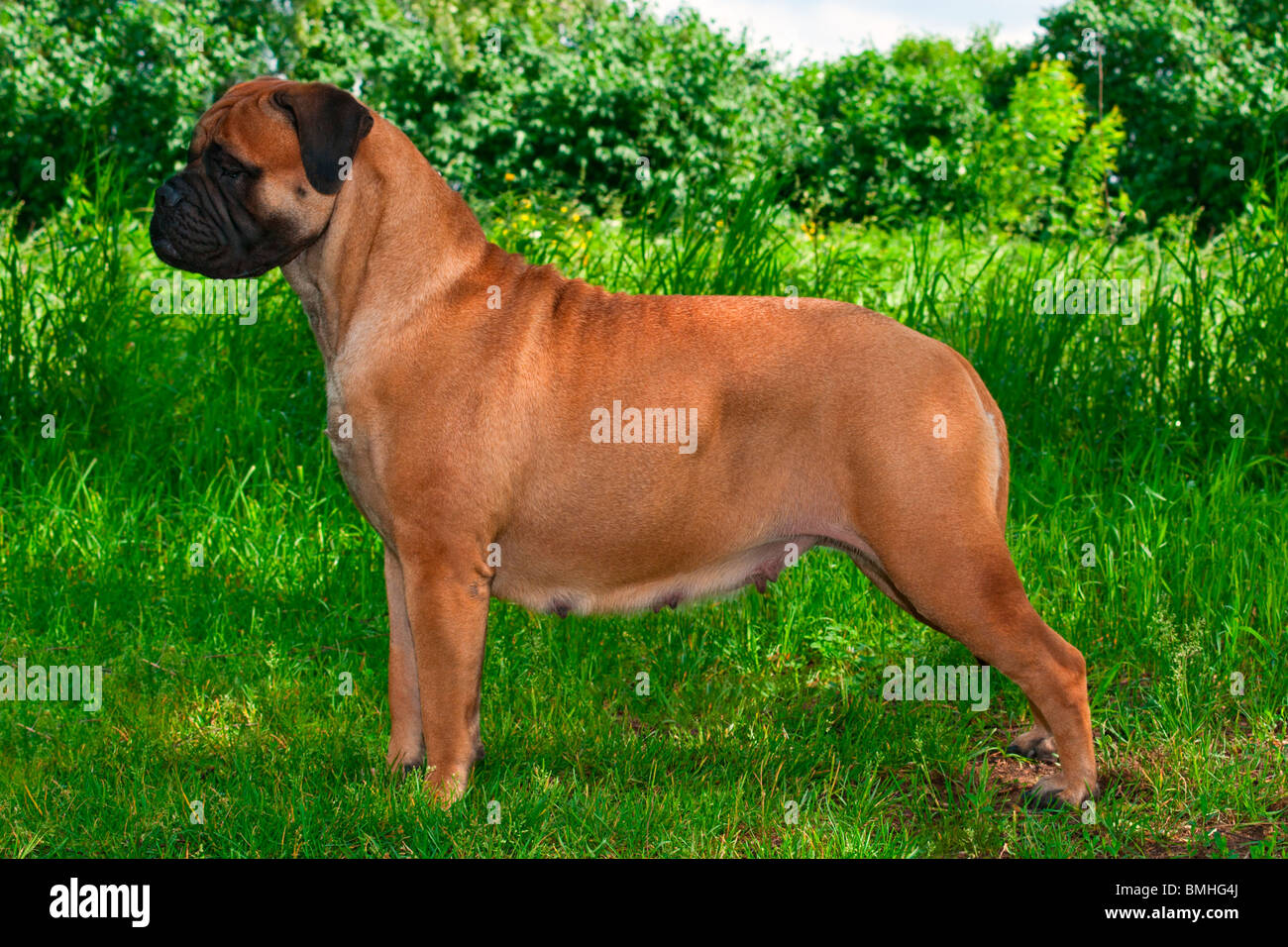 Big Dog Standing against grass background Stock Photo - Alamy