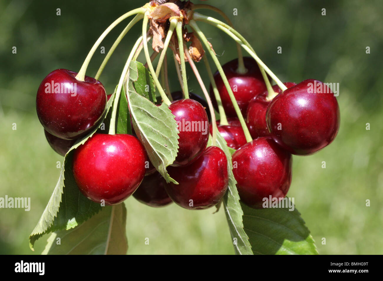 a bunch of cherries hanging from a tree Stock Photo - Alamy